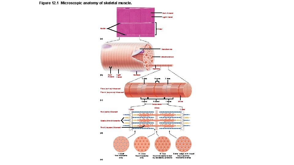 Figure 12 1 Microscopic anatomy of skeletal muscle