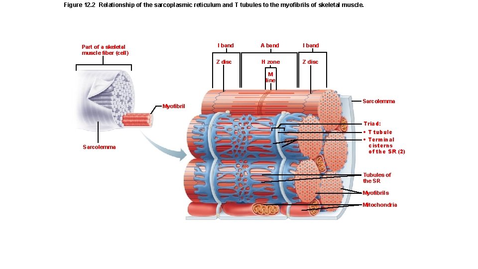 Figure 12 1 Microscopic anatomy of skeletal muscle