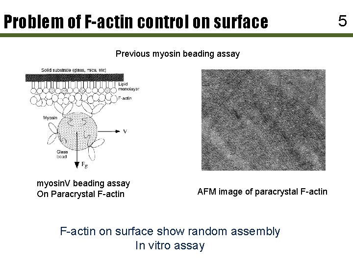 2 What is Factin Gactin actin subunit Polymerization