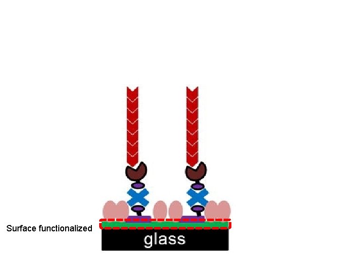 2 What is Factin Gactin actin subunit Polymerization