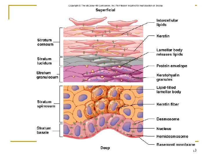 Chapter 5 Integumentary System 1 I The Skin
