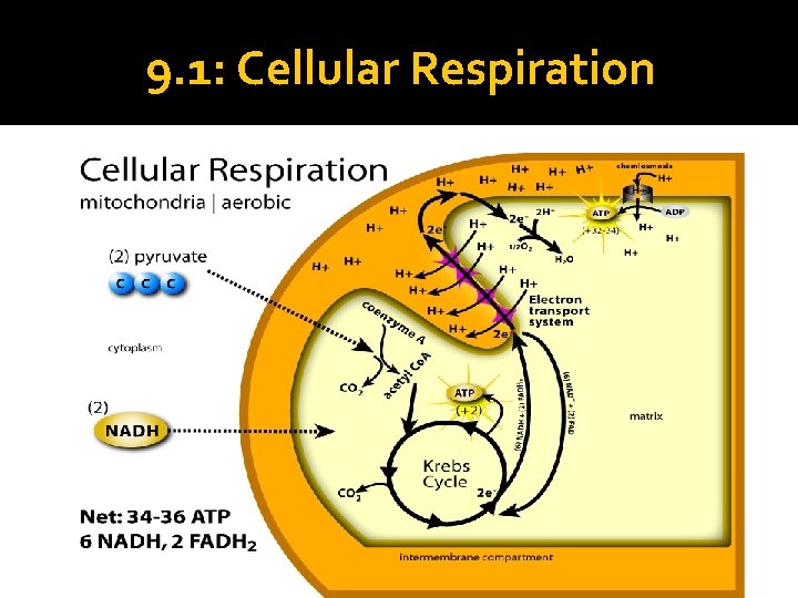 Cellular Respiration and Fermentation 9 1 Cellular Respiration