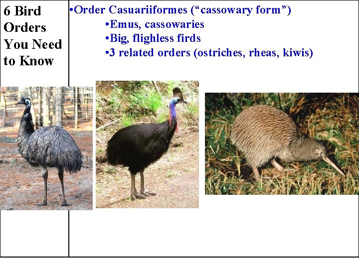 Bird Notes Taxonomy Kingdom Animalia Phylum Chordata Subphylum
