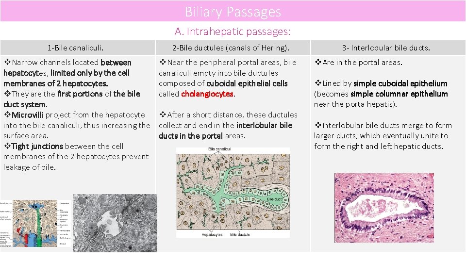 Biliary Passages Pancreas Color index Slides Important Notes