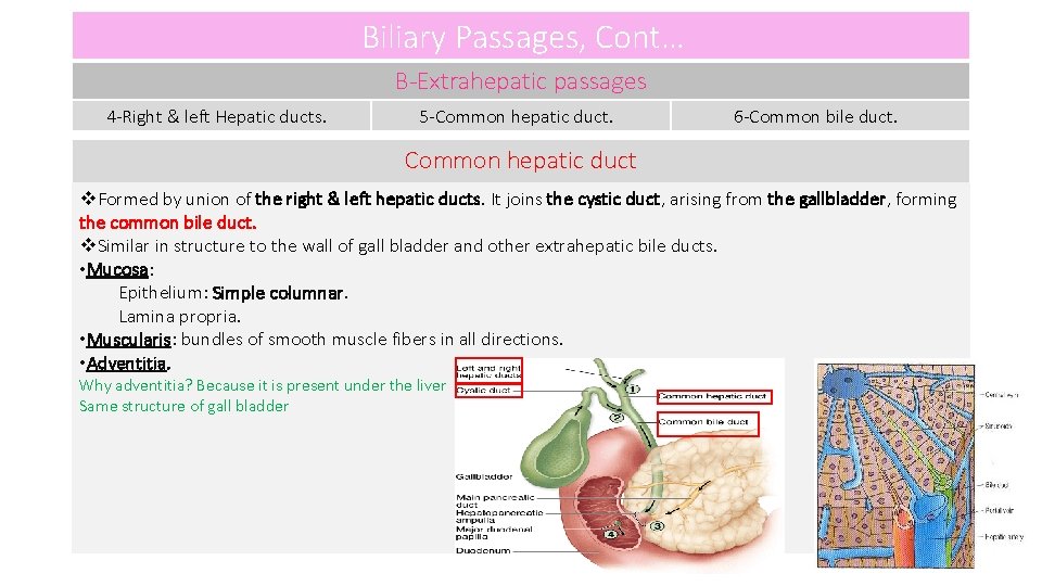 Biliary Passages Pancreas Color index Slides Important Notes