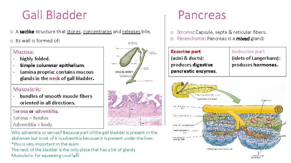 Biliary Passages Pancreas Color index Slides Important Notes