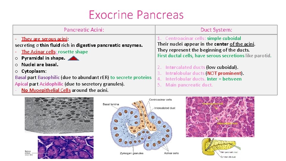 Biliary Passages Pancreas Color index Slides Important Notes