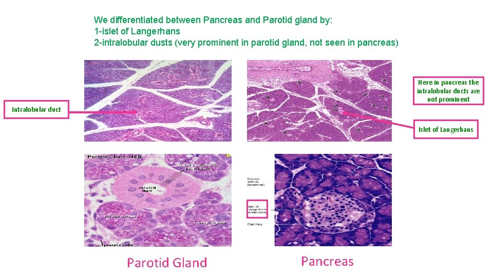 Biliary Passages Pancreas Color index Slides Important Notes