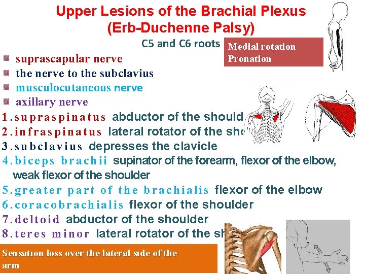 CASE 1 CASE 1 Dystocia Waiters tip sign