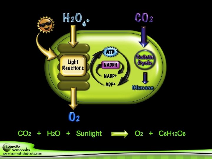 Photosynthesis Photosynthesis All cells need to acquire energy
