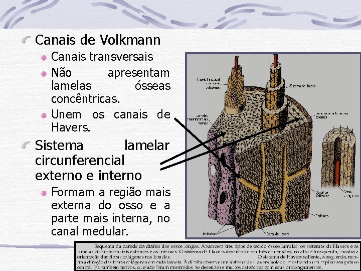 Tecido Conjuntivo sseo Tecido sseo Principal constituinte do