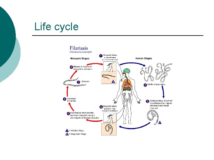 Filariasis by Mwila B C By Mwila B