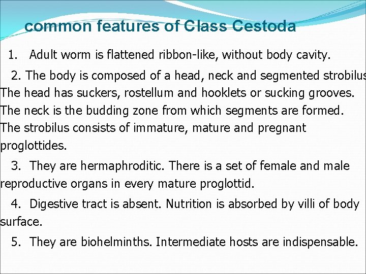 Human parasitology tapeworm common features of Class Cestoda