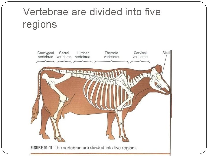 Skeletal System Animal Science Anatomy and Physiology Unit