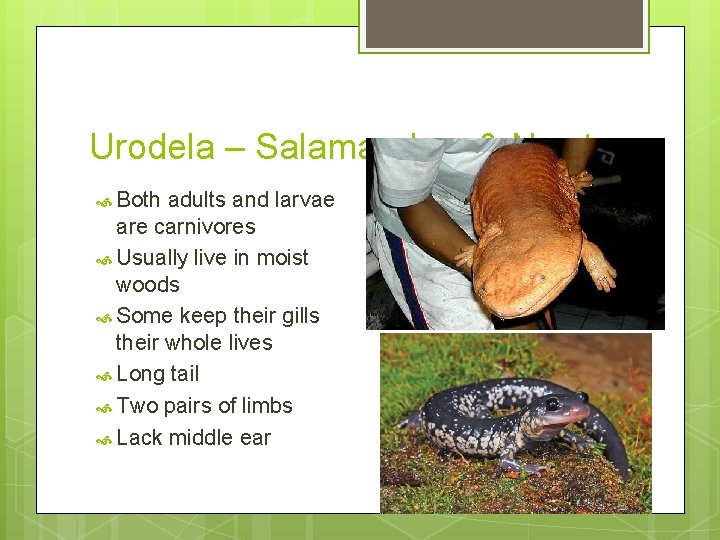 Class Amphibia What is an Amphibian Vertebrate Lives