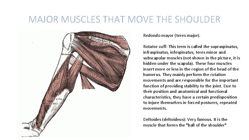 SHOULDER ANATOMY The shoulder is a joint with