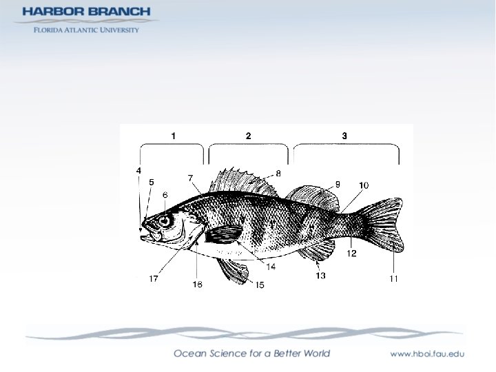 Biology of Cultured Fish Developed by the Harbor
