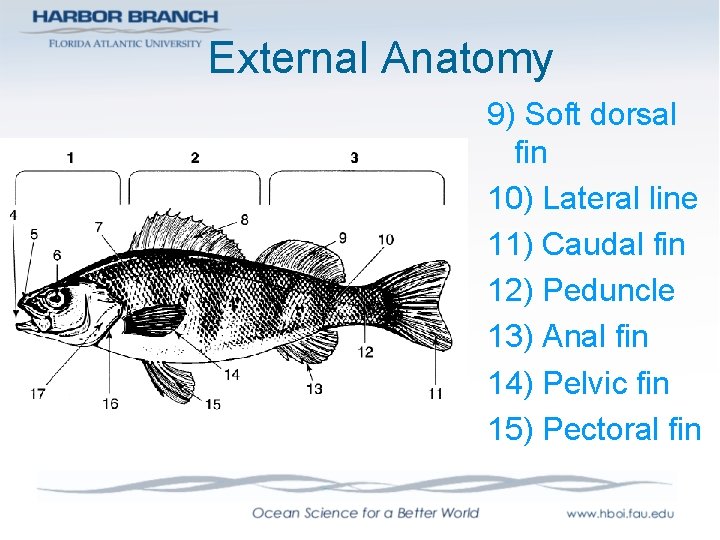 Biology of Cultured Fish Developed by the Harbor