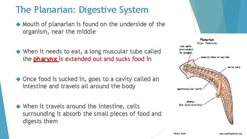 Chapter 12 The Invertebrates 12 C Flatworms and