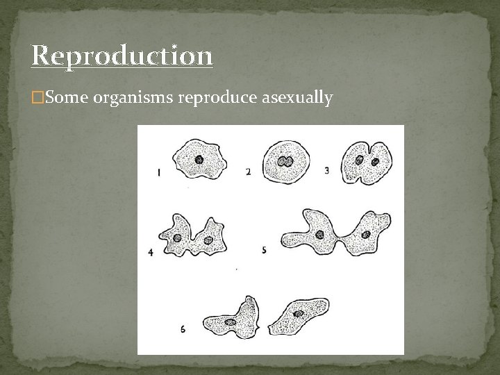 Characteristics of Life How are all living organisms
