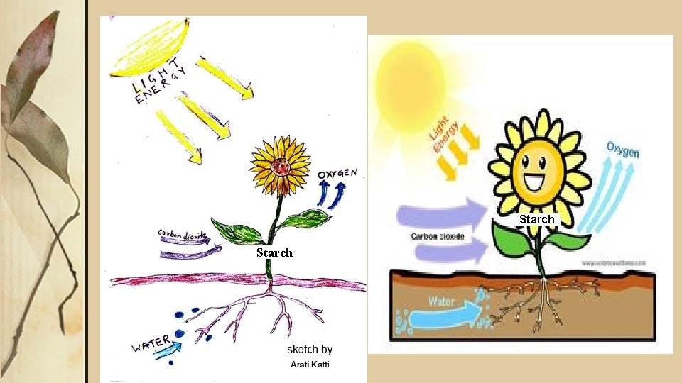 Cell Energy Part 1 Photosynthesis Page 52 1