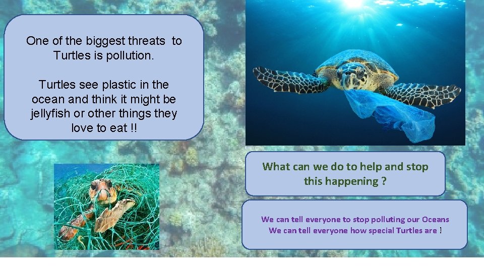 WORLD OCEANS DAY 2020 SEA TURTLES Interesting Facts