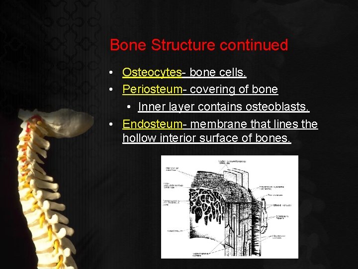 Functions of Bone Support and Protection It provides