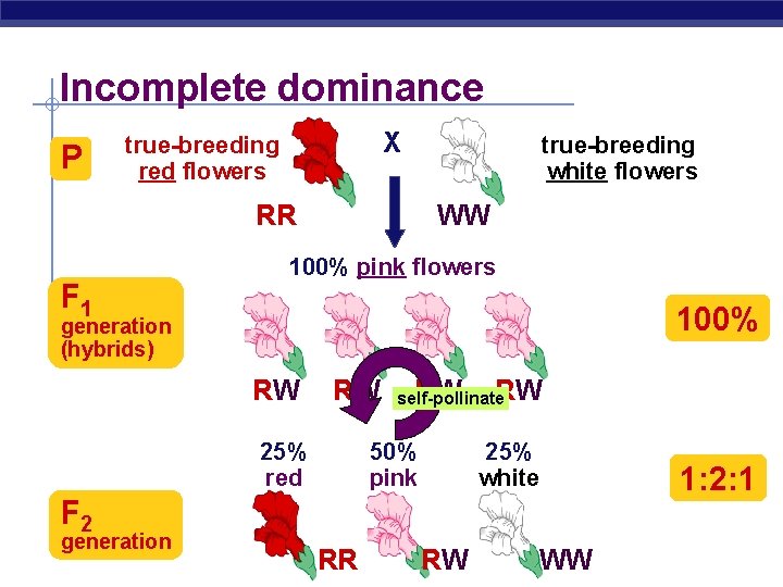 Beyond Mendels Laws of Inheritance AP Biology Extending