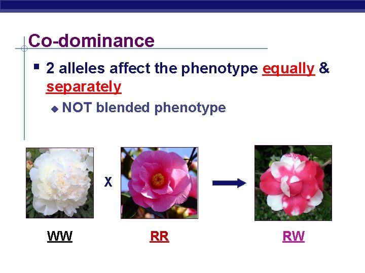 Beyond Mendels Laws of Inheritance AP Biology Extending
