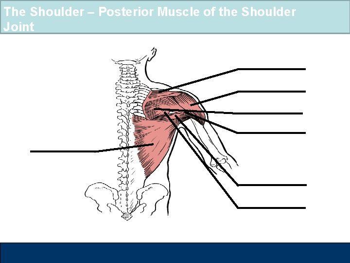 The Shoulder Label the Shoulder The shoulder is