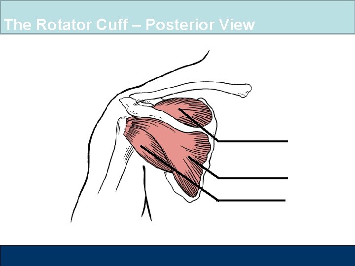 The Shoulder Label the Shoulder The shoulder is