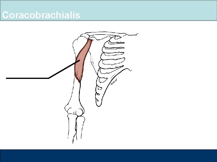 The Shoulder Label the Shoulder The shoulder is