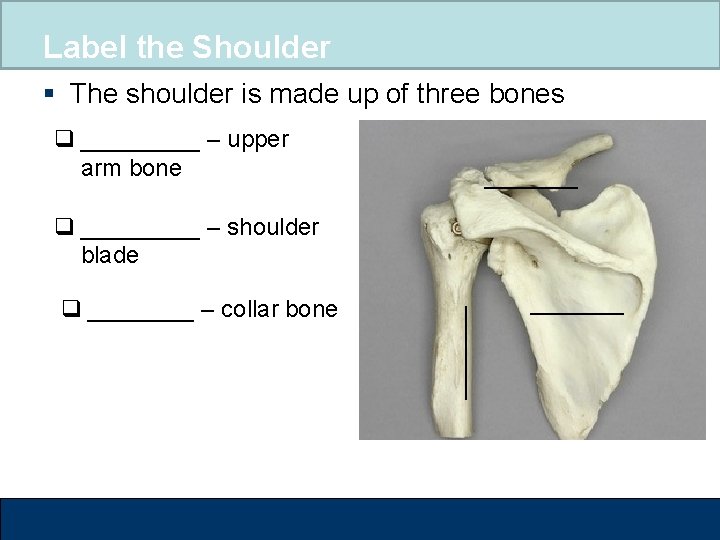 The Shoulder Label the Shoulder The shoulder is