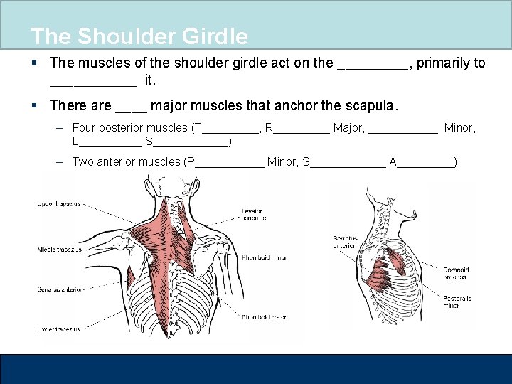 The Shoulder Label the Shoulder The shoulder is