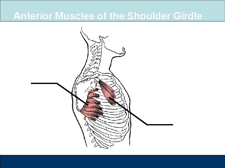 The Shoulder Label the Shoulder The shoulder is
