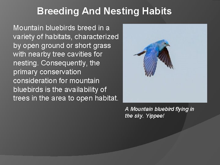 The Mountain Bluebird A Power Point by Winston
