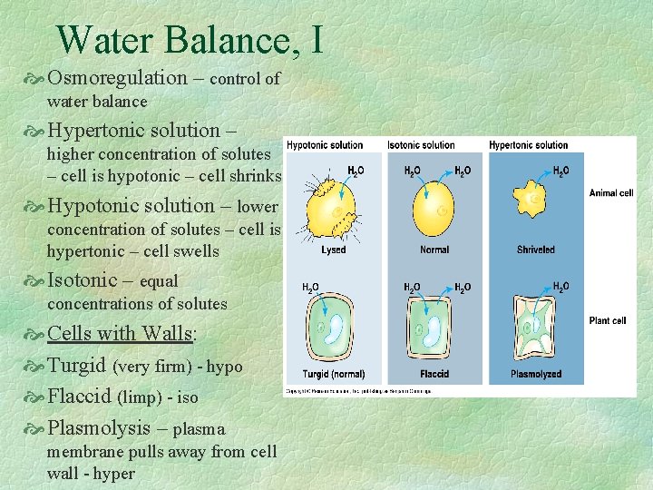 Membrane structure I Ch 7 Selective permeability only