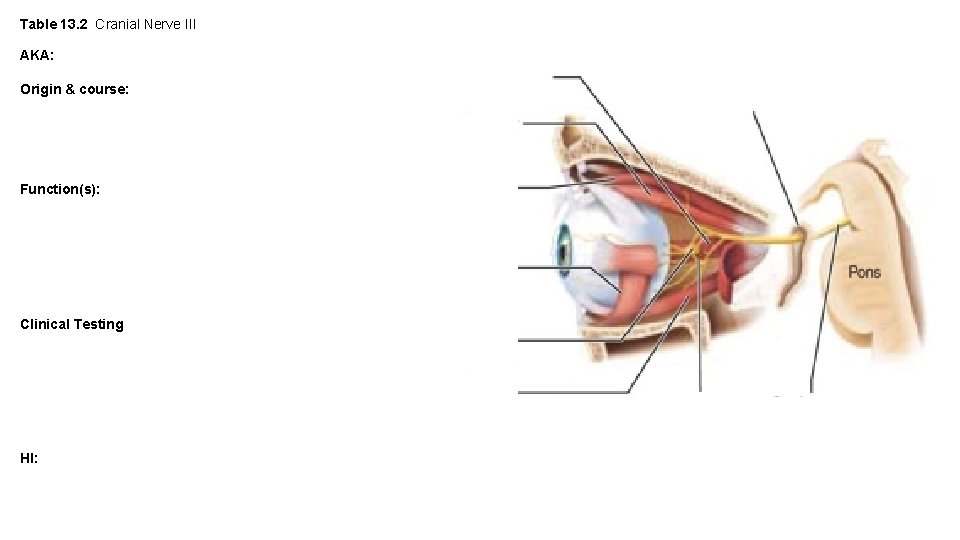 Figure 13 2 Three basic levels of neural