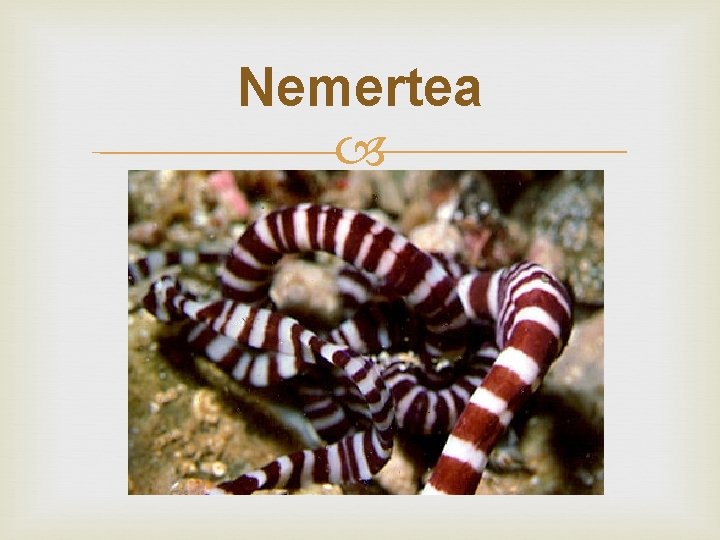 Classification Presentation Introduction Basic Information ...