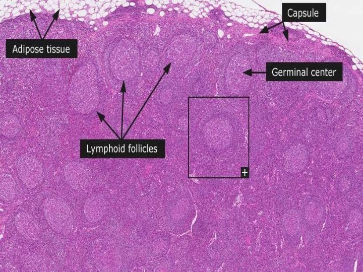 Histology of Lymphoid Organs Immune system The immune