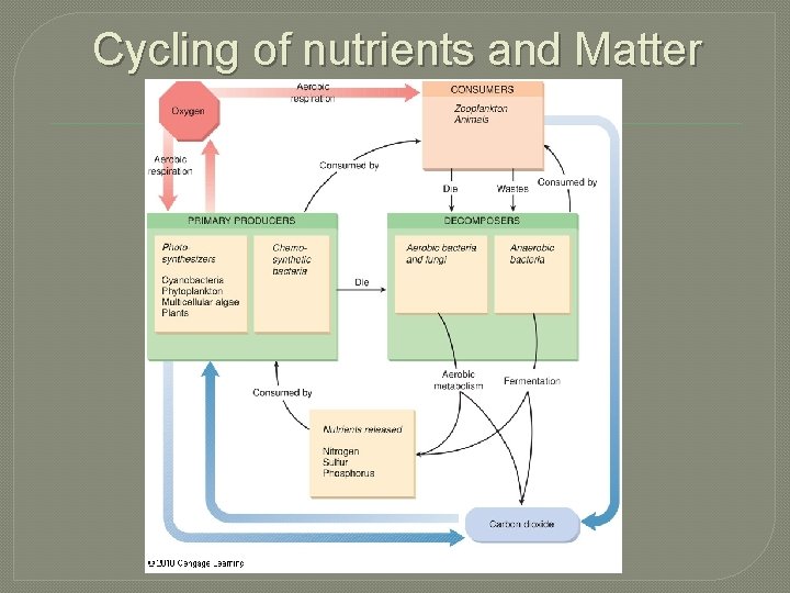 Microbes and Producers Ch 5 and 6 Viruses