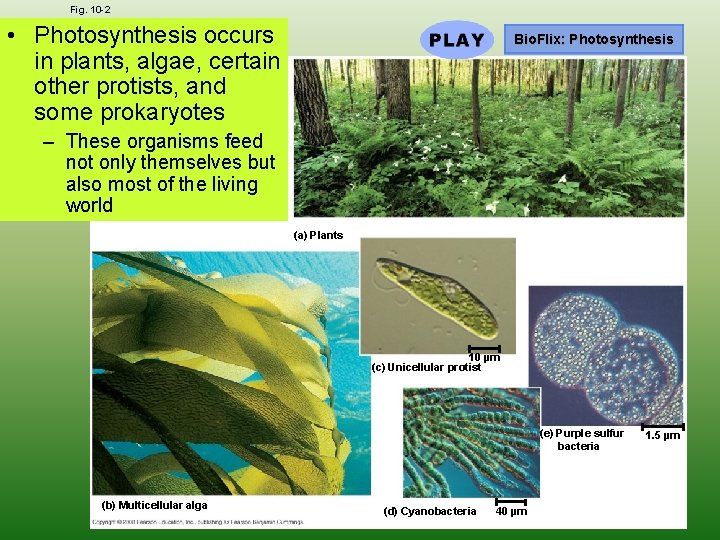 PHOTOSYNTHESIS Photosynthesis Chapter 6 B Autotrophs Heterotrophs ...