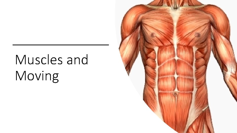 Muscles and Moving Title Muscles Lesson Objectives Understand