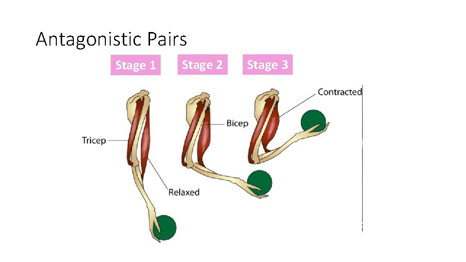 Muscles and Moving Title Muscles Lesson Objectives Understand
