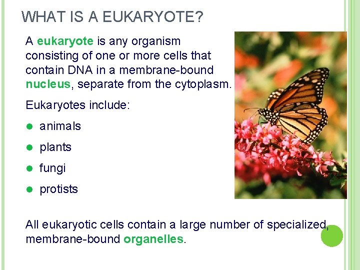 CELL BIOLOGY Mrs Melino BIG QUESTIONS How does