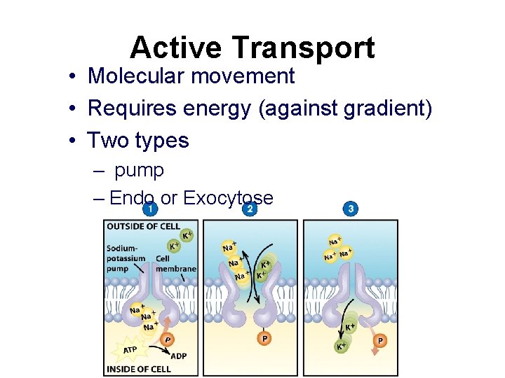 Molecule Movement Cells Passive Transport Active Transport Solution