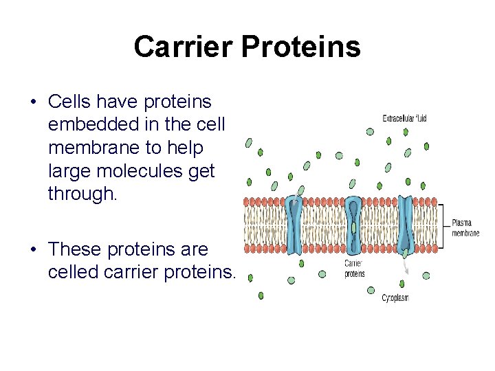 Molecule Movement Cells Passive Transport Active Transport Solution