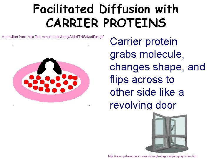 Molecule Movement Cells Passive Transport Active Transport Solution