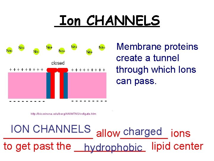 Molecule Movement Cells Passive Transport Active Transport Solution