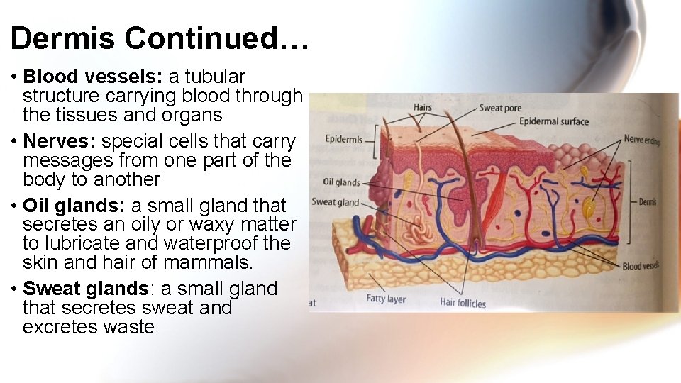 The Skin Your Largest Organ The skin is